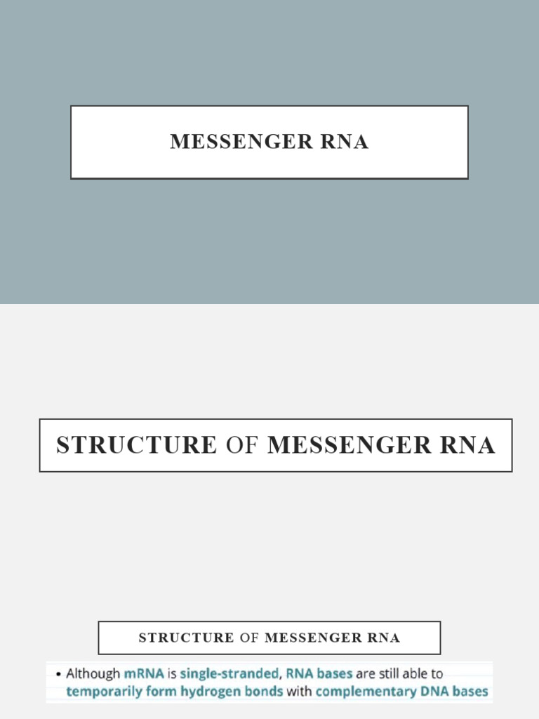 Messenger RNA | PDF | Rna | Messenger Rna