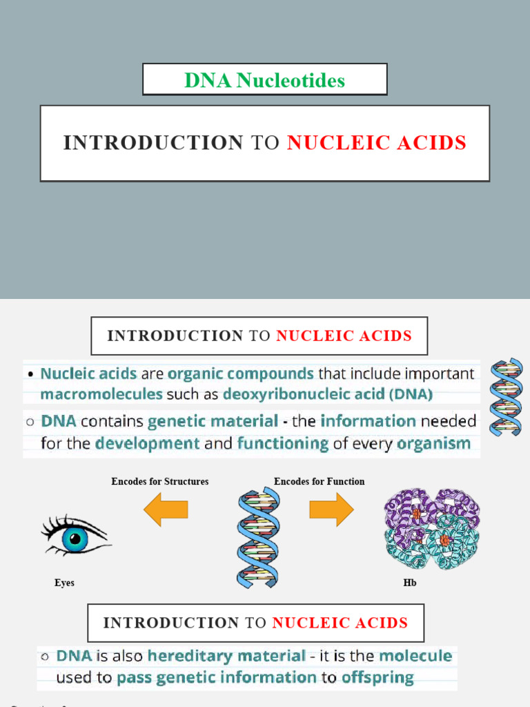 Introduction To Nucleic Acids | PDF | Nucleic Acids | Dna