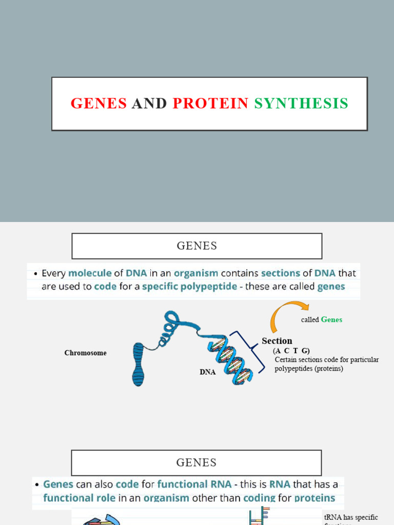 Genes and Protein Synthesis | PDF | Genetic Code | Gene