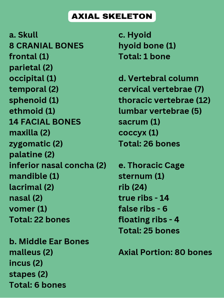 Axial Skeleton: 80 Bones Overview | PDF | Foreign Language Studies