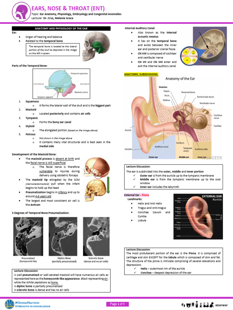 ENT - Anatomy, Physiology, Embryology and Congenital Anomalies | PDF ...