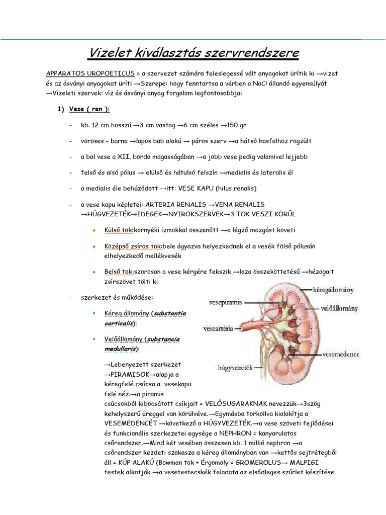 19.tétel - Vese | PDF