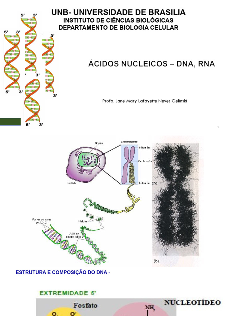 Estrutura e Função do DNA e RNA | PDF | DNA | Ácidos nucleicos