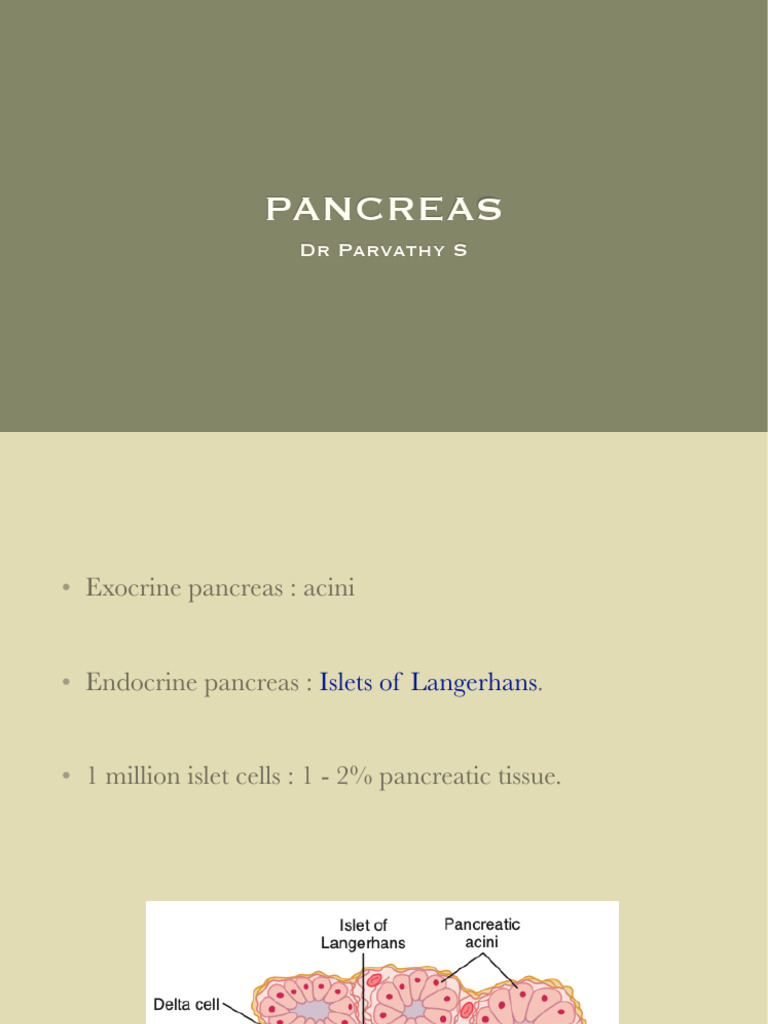 Pancreas | PDF | Insulin | Pancreas