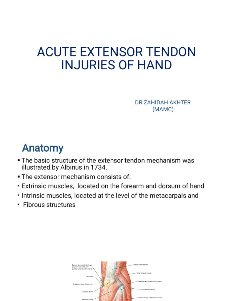 Notes On Acute Extensor Tendon Injury | PDF | Hand | Finger