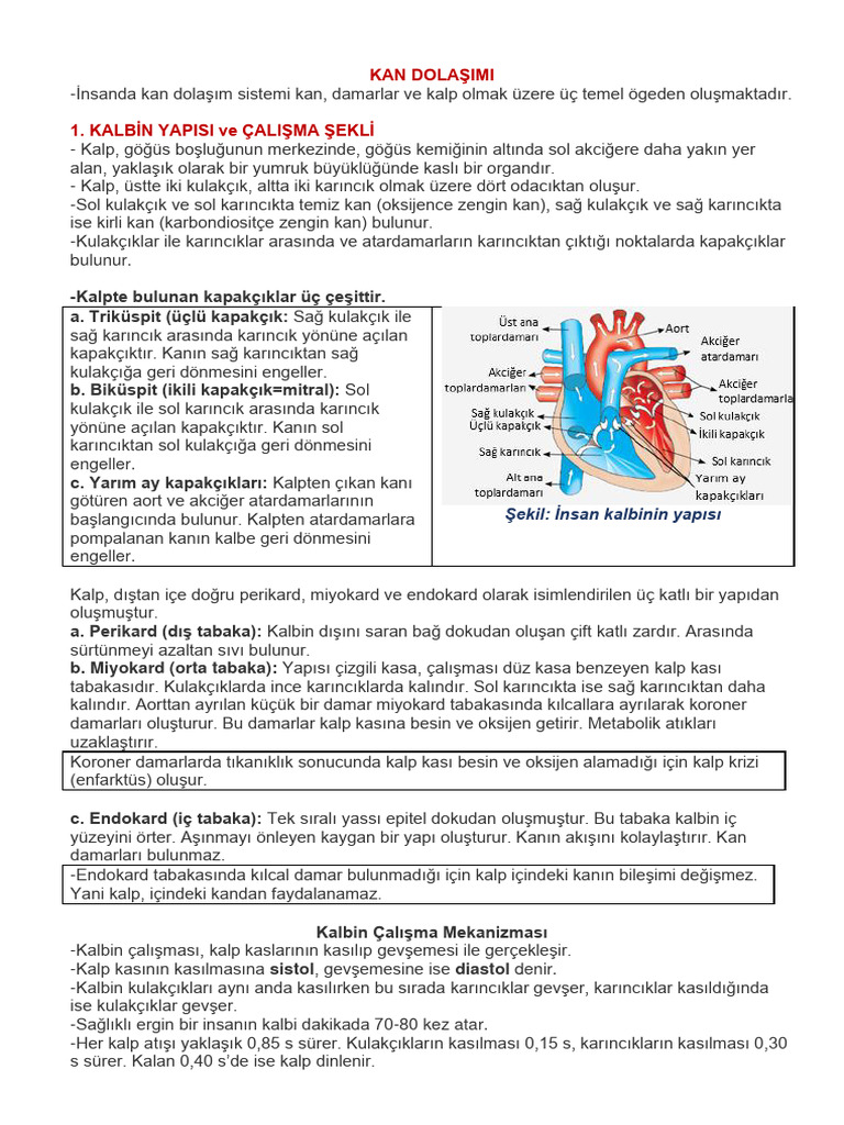 Dolaşım Sistemi Notu | PDF