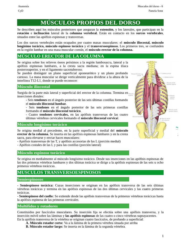 MUSCULOS DEL DORSO - Cap 6 | PDF | La columna vertebral | Tórax
