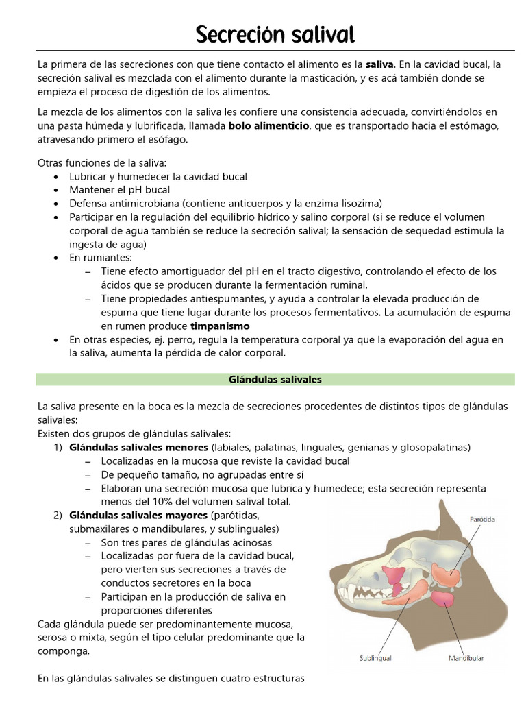 Secreción Salival | PDF | Saliva | Digestión