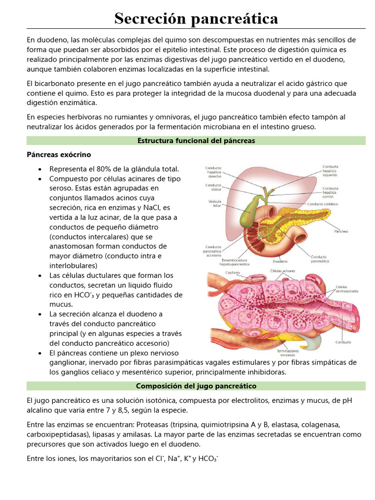 Secreción Pancreática | PDF | Páncreas | Digestión