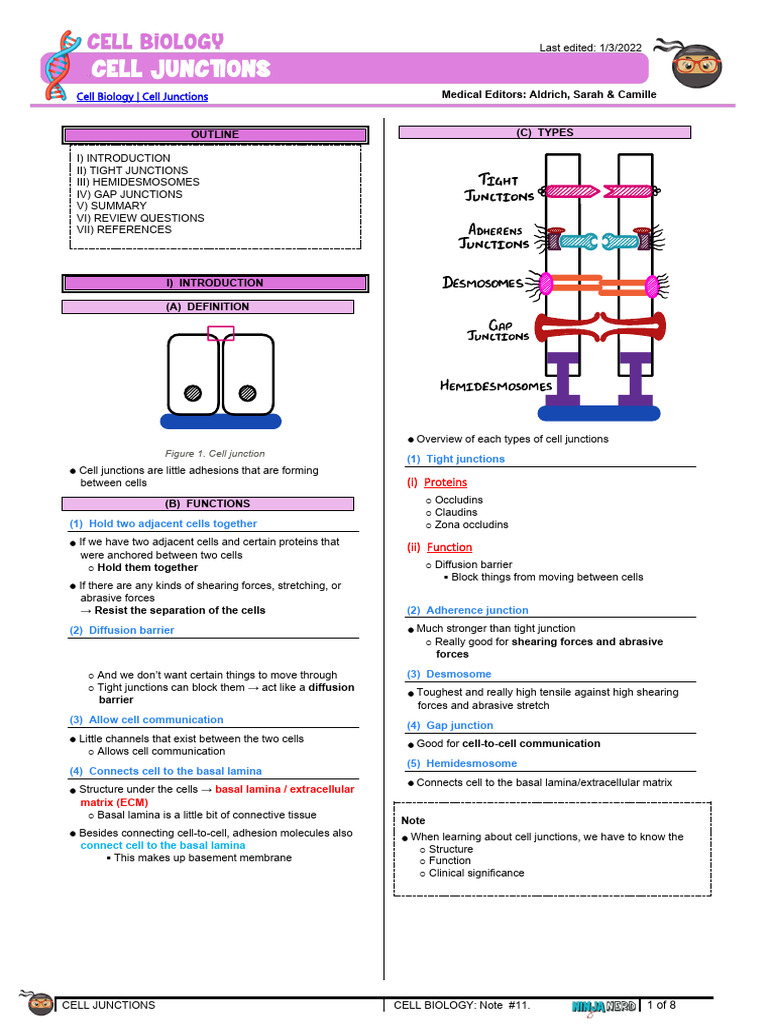 Cell Junctions Notes Atf | PDF | Epithelium | Extracellular Matrix