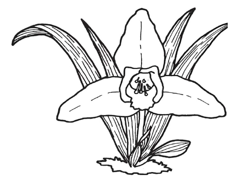 Monja Blanca para Colorear | PDF