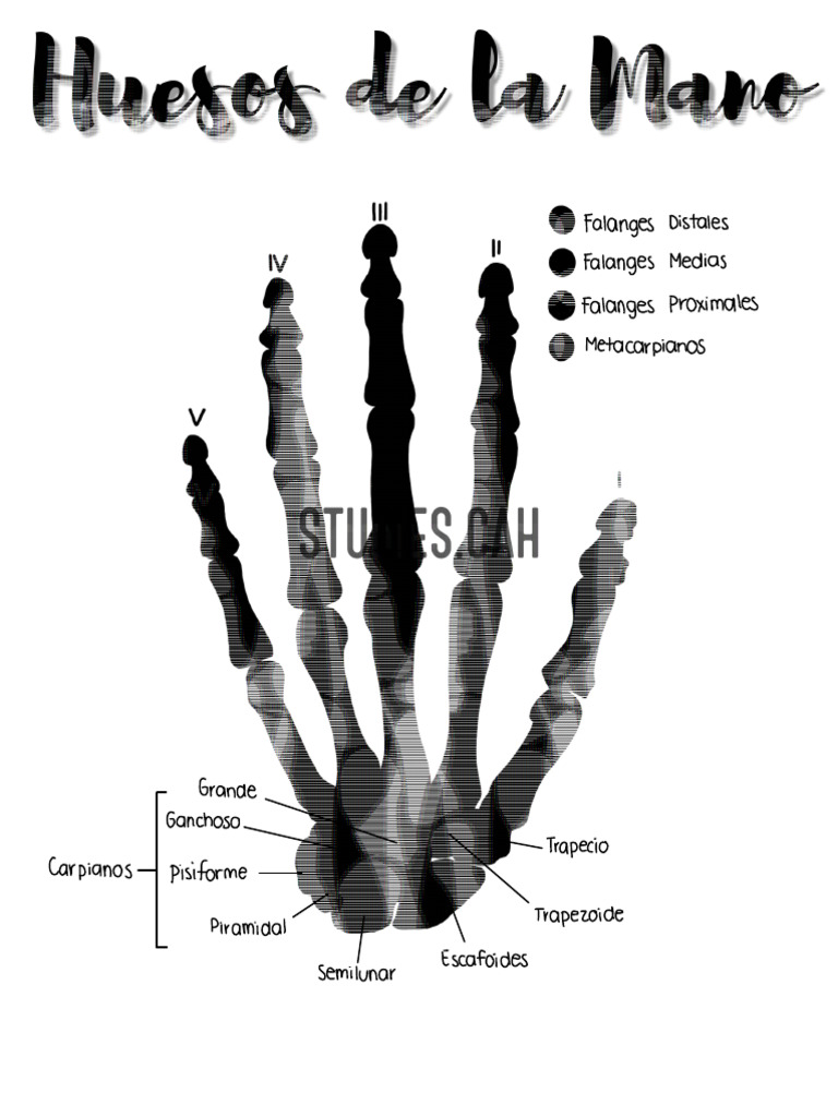 Falanges Falanges Proximales Metacarpianos | PDF | Articulaciones ...