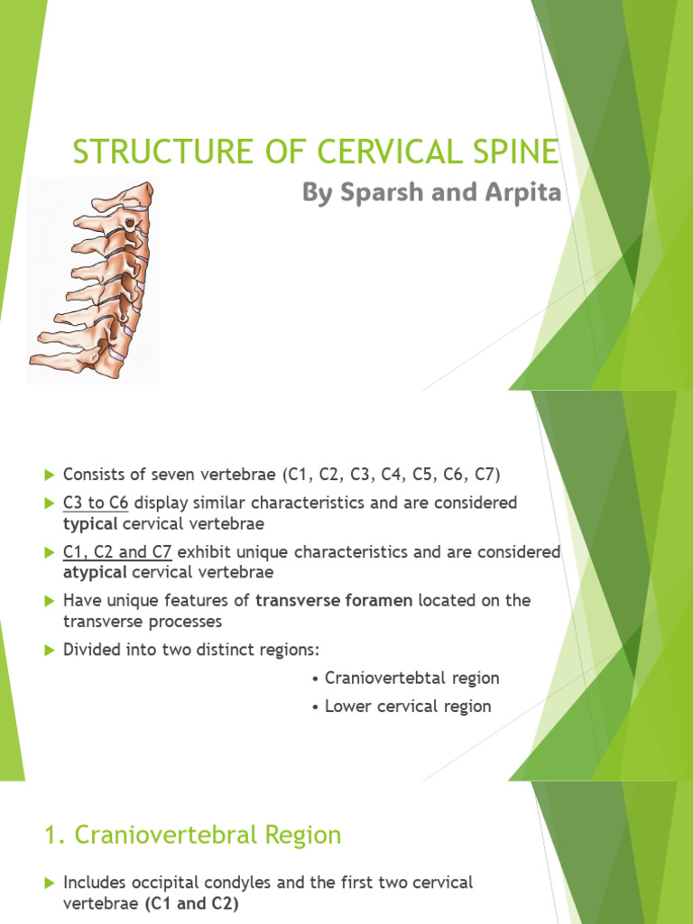 Structure of Cervical Spine | PDF | Vertebra | Vertebral Column