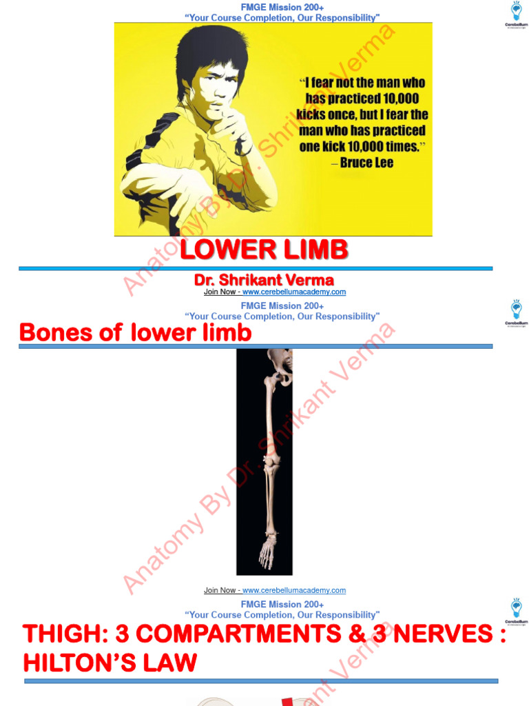 Mission FMGE 200+ Anatomy Day-3 - LOWER LIMB - 30-08-2023 | PDF | Human ...