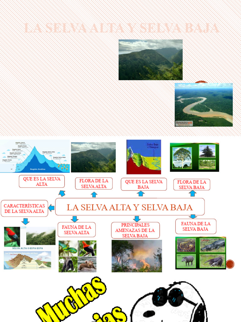 Selva Alta y Selba Baja de 2 A | PDF | Selva | Selva amazónica
