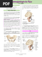 Anatomia da Pelve: Ossos e Articulações | PDF | Pélvis | Coluna vertebral