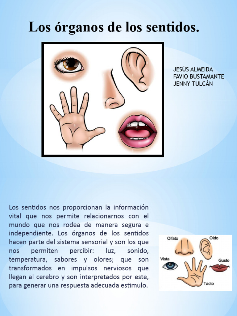 1.los Órganos de Los Sentidos | PDF | Escuchando | Percepción visual