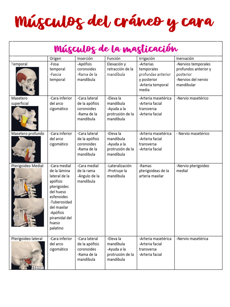 Músculos de La Cara | Descargar gratis PDF | Nariz humana | Rasgos faciales