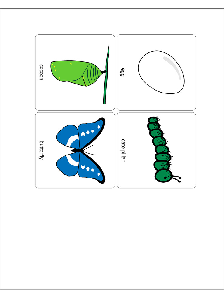 The Very Hungry Caterpillar Life Cycle | PDF