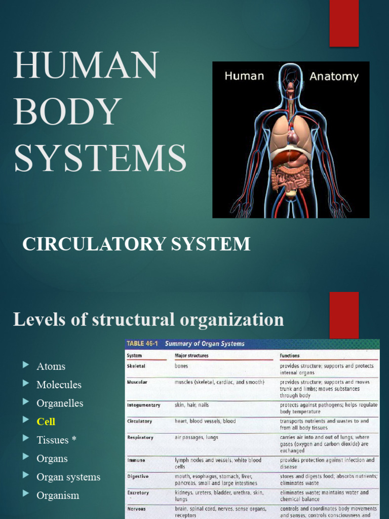 Understanding the Human Circulatory System | PDF | Heart | Artery