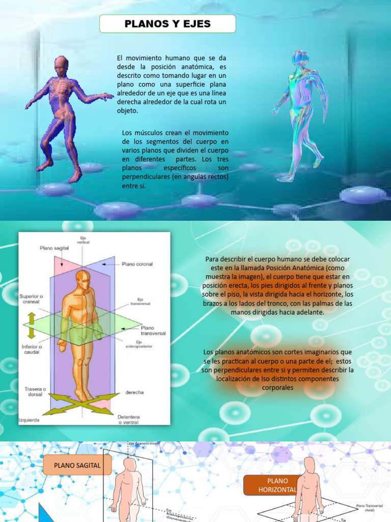 Planos Corporales | PDF