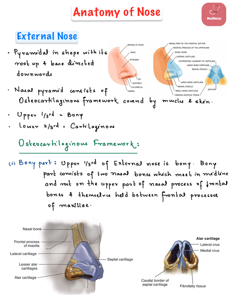 Anatomy of Nose | PDF | Human Nose | Human Head And Neck