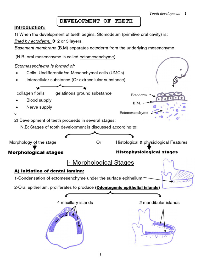2 Tooth Development 1 Notes | PDF | Epithelium | Tooth