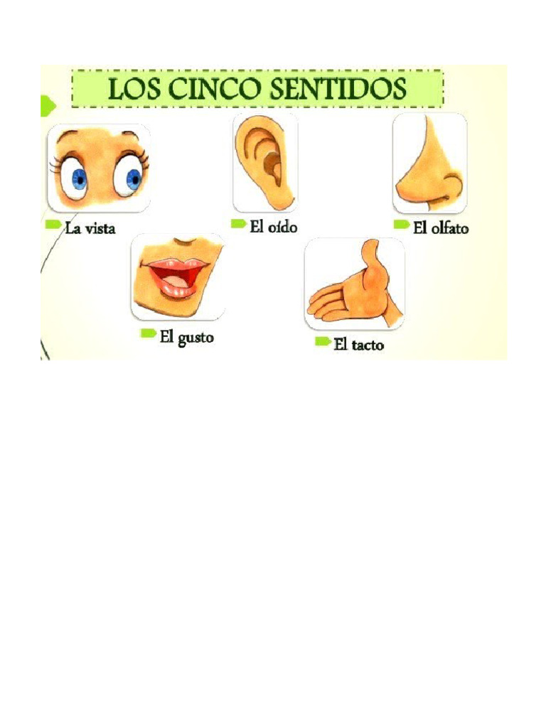 5 Sentidos | PDF
