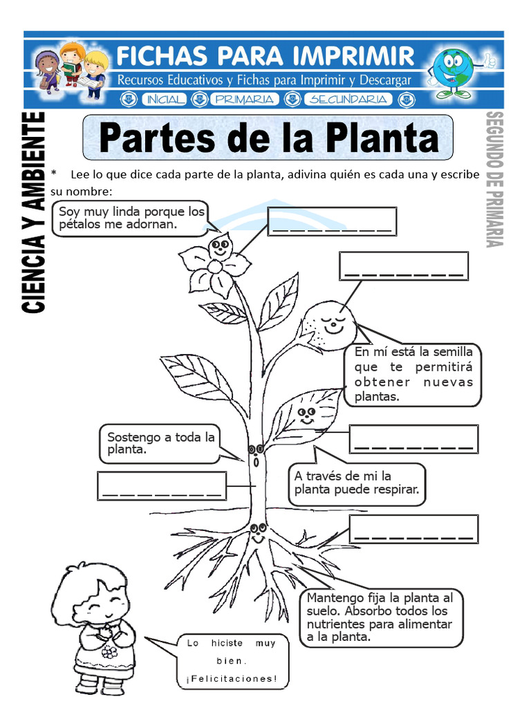 Partes de la Planta para Primaria | PDF