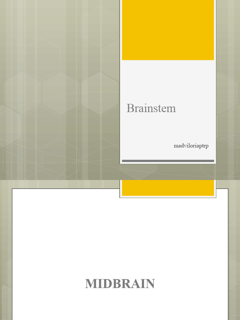 7 Brainstem 1 | PDF | Brainstem | Cerebellum