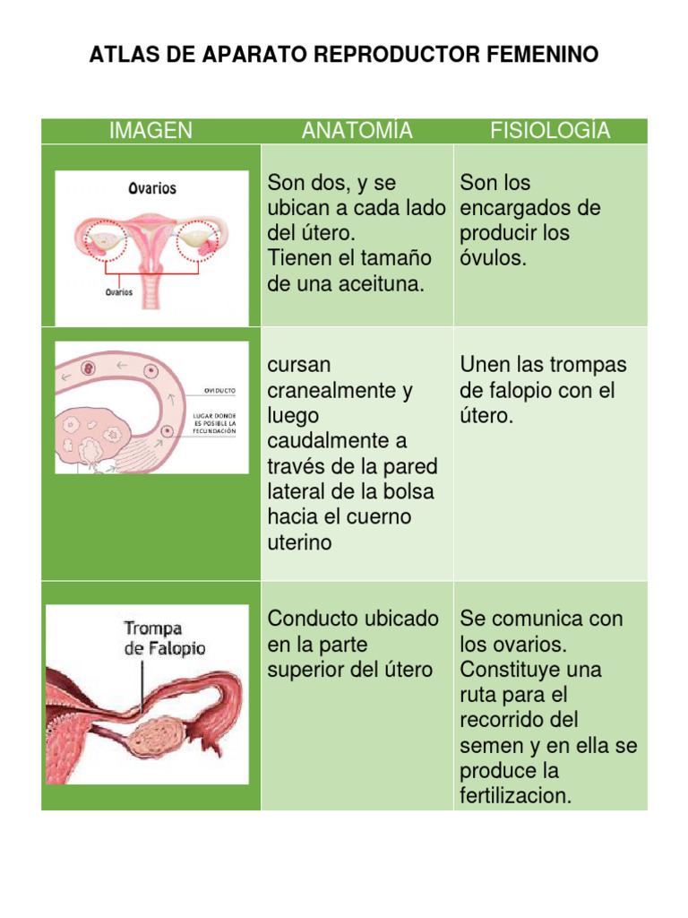 Atlas Aparato Reproductor | PDF | Sistema reproductivo | Especialidades ...