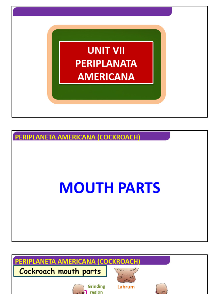 Zoo JR Vii M02 Mouth Parts | PDF | Mouth | Animal Anatomy