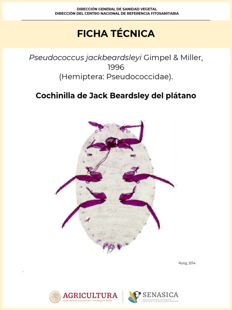 Ficha T Cnica Pseudococcus Jackbeardsleyi | PDF | Crisálida | Hembra