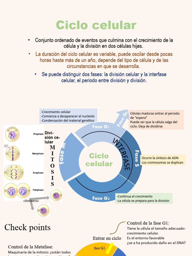 Fase G1 en el Ciclo Celular | PDF | Ciclo celular | Mitosis