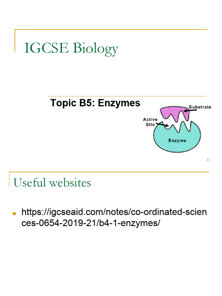 IGCSE Biology: Topic B5: Enzymes | PDF | Enzyme | Active Site