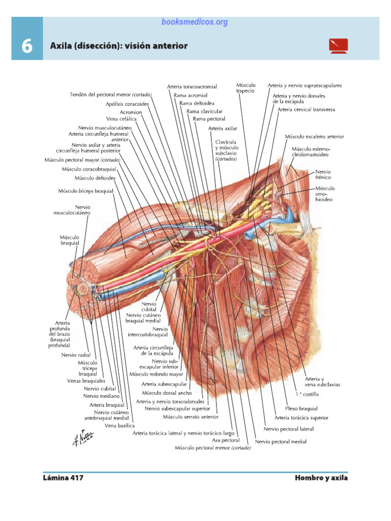 Netter - Atlas de Anatomia Humana 5 Edicion | PDF