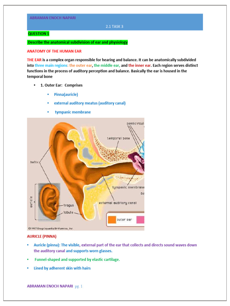 2.1 Tutorial Task 3 | PDF | Hearing | Ear