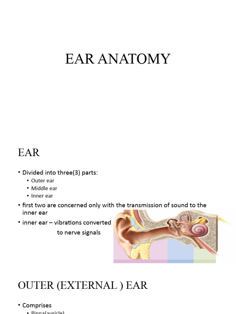 Ear Anatomy1 | PDF | Ear | Hearing