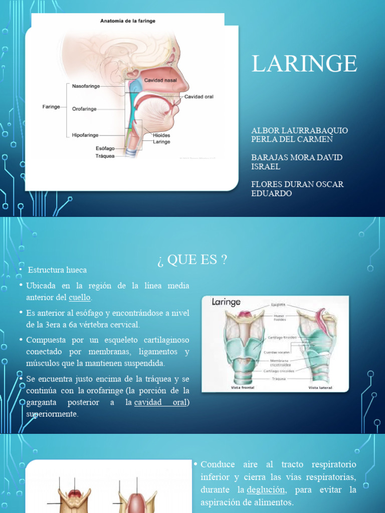 LARINGE | PDF | Laringe | Fisiología