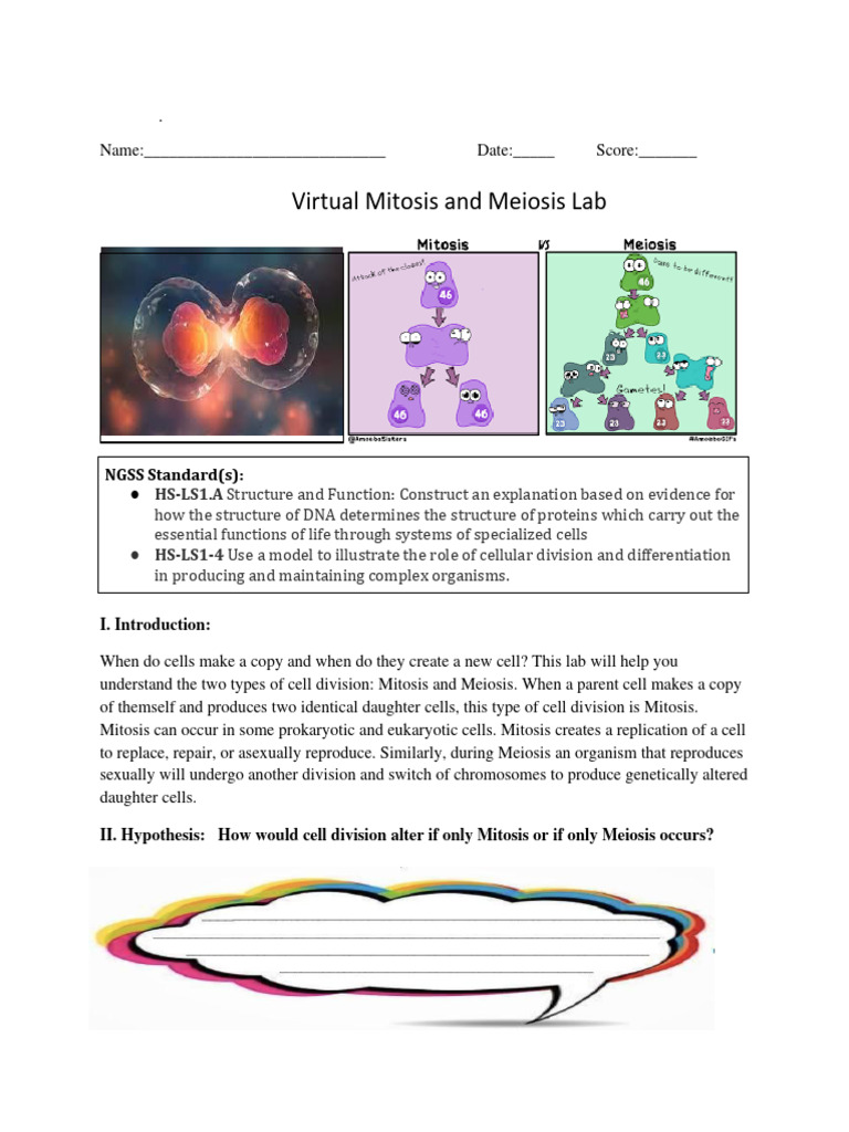 5 Virtual Mitosis and Meiosis Lab (CNY Homework) | PDF | Meiosis | Mitosis