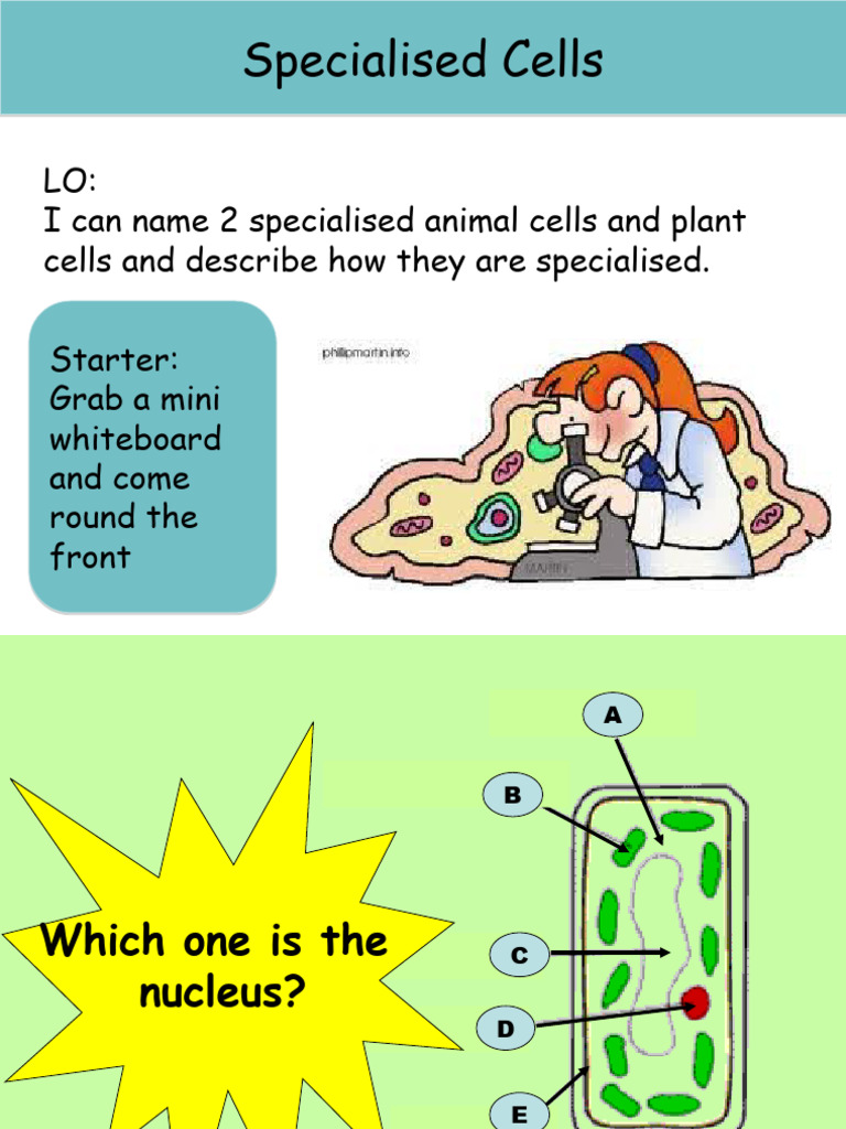 Ls 4 Specialised Cells | PDF | Cell (Biology) | Chloroplast