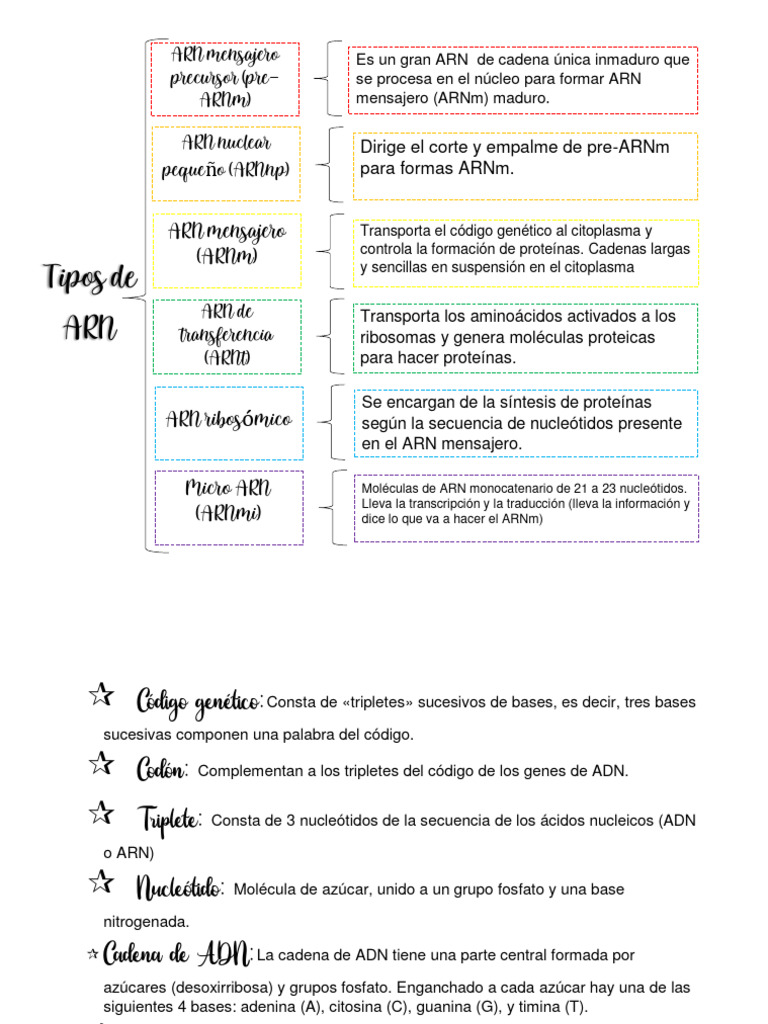 Tipos de ARN | PDF