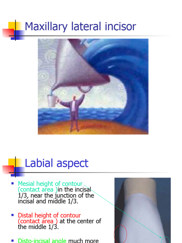 Dental Anatomy - Lecture-5 | PDF | Dentistry | Dentistry Branches