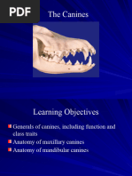 Canine Tooth Anatomy Overview | PDF | Dental Anatomy | Tooth