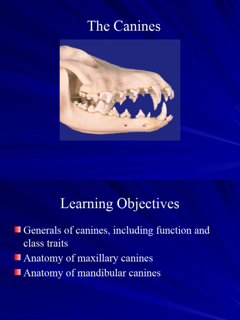 Dental Anatomy Lec.6 | PDF | Dental Anatomy | Dentistry