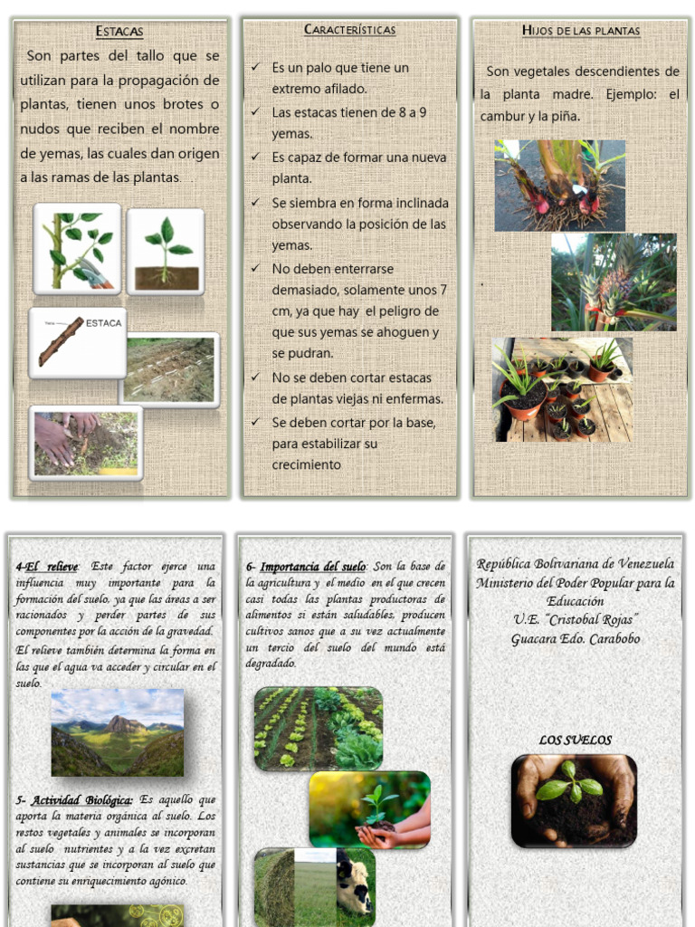 Triptico Los Suelos | PDF