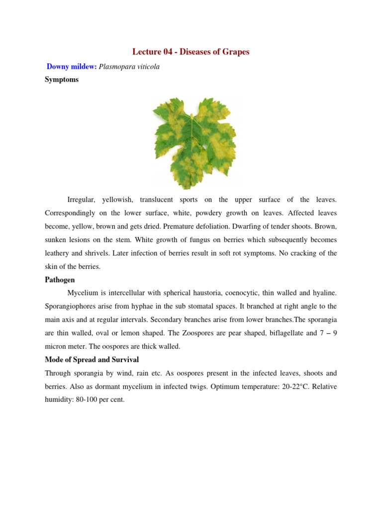 Grape Diseases | PDF | Plants | Fungus