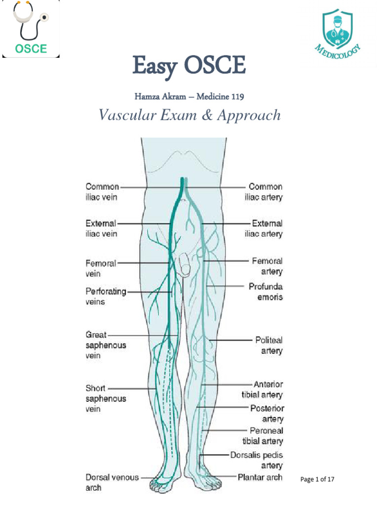 Vascular Approach & Exam | PDF | Vein | Angiology