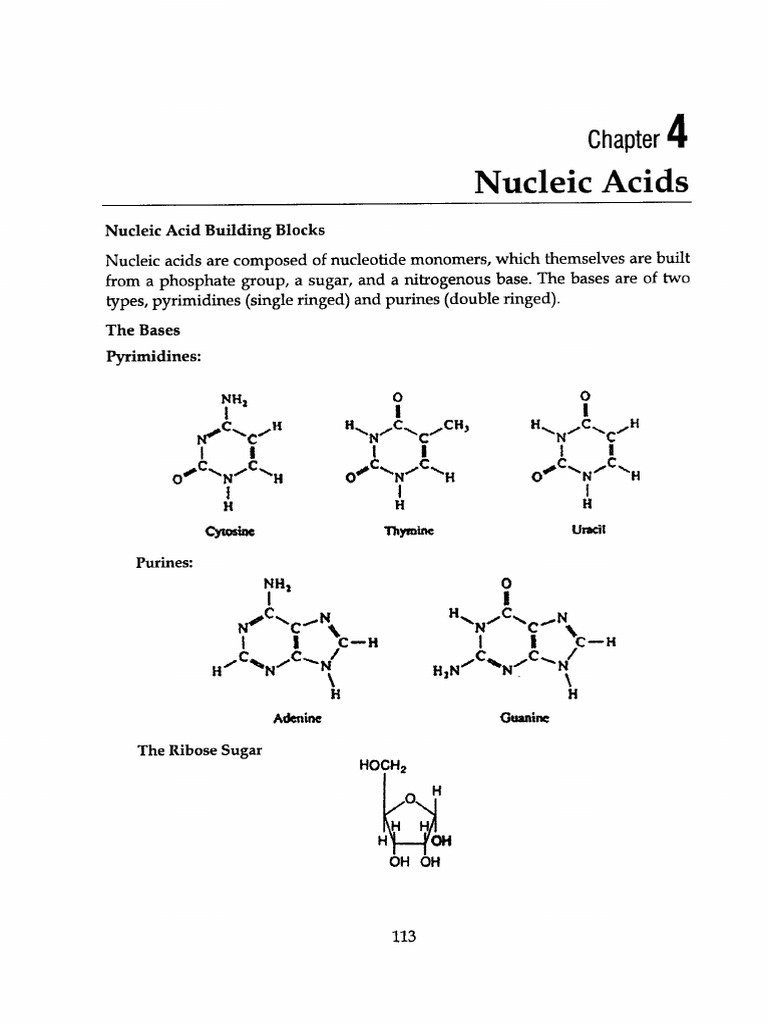 Nucleic Acid | PDF | Nucleotides | Rna