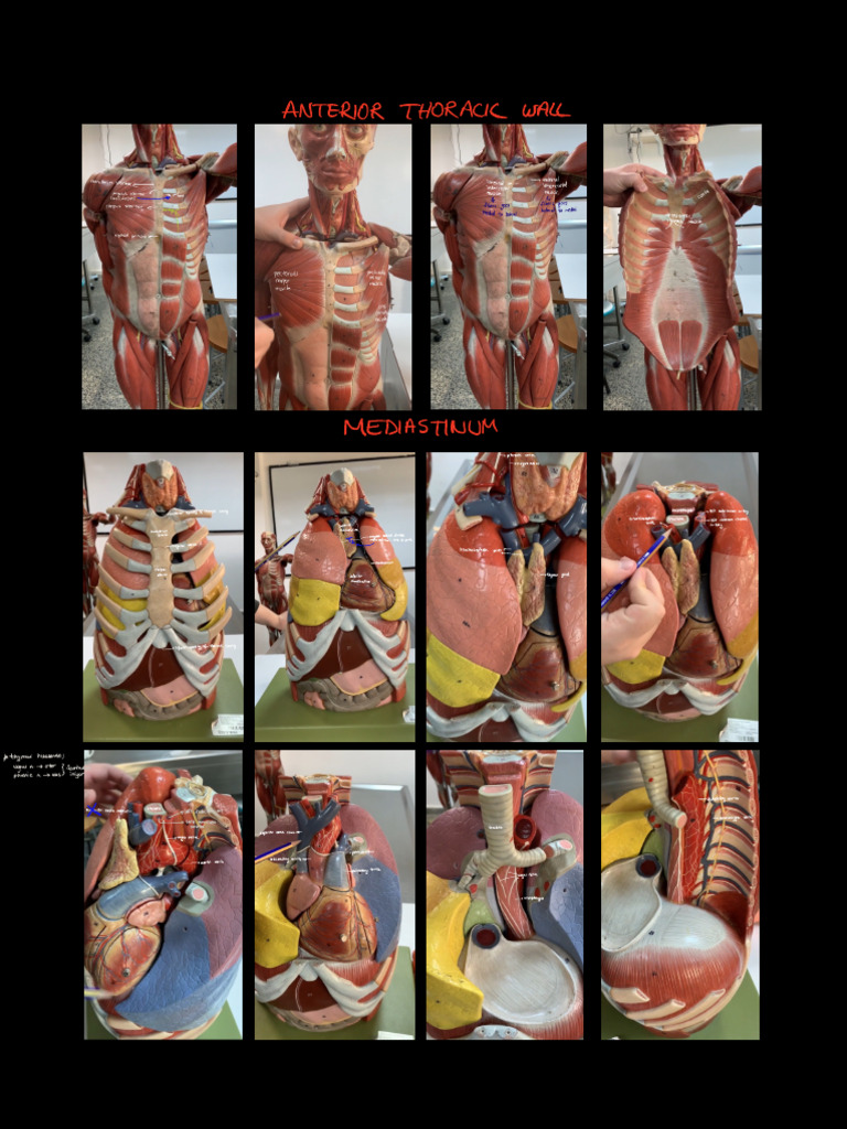 Anatomy Lab | PDF | Human Anatomy | Anatomy